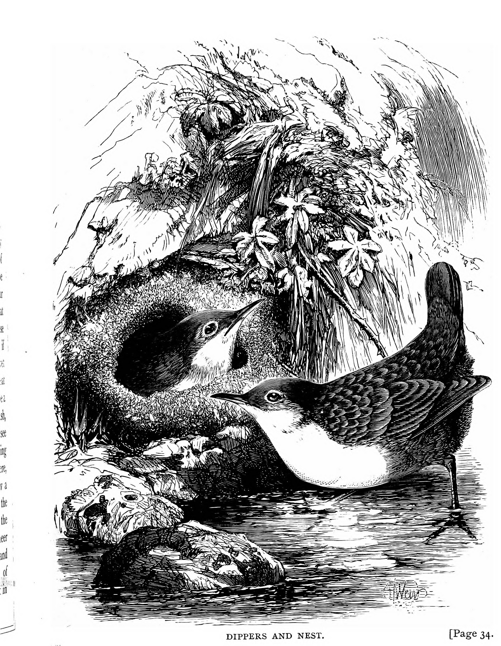 Swartzentrover.com | Mary Howitt - Birds and Their Nests - Chapter 5